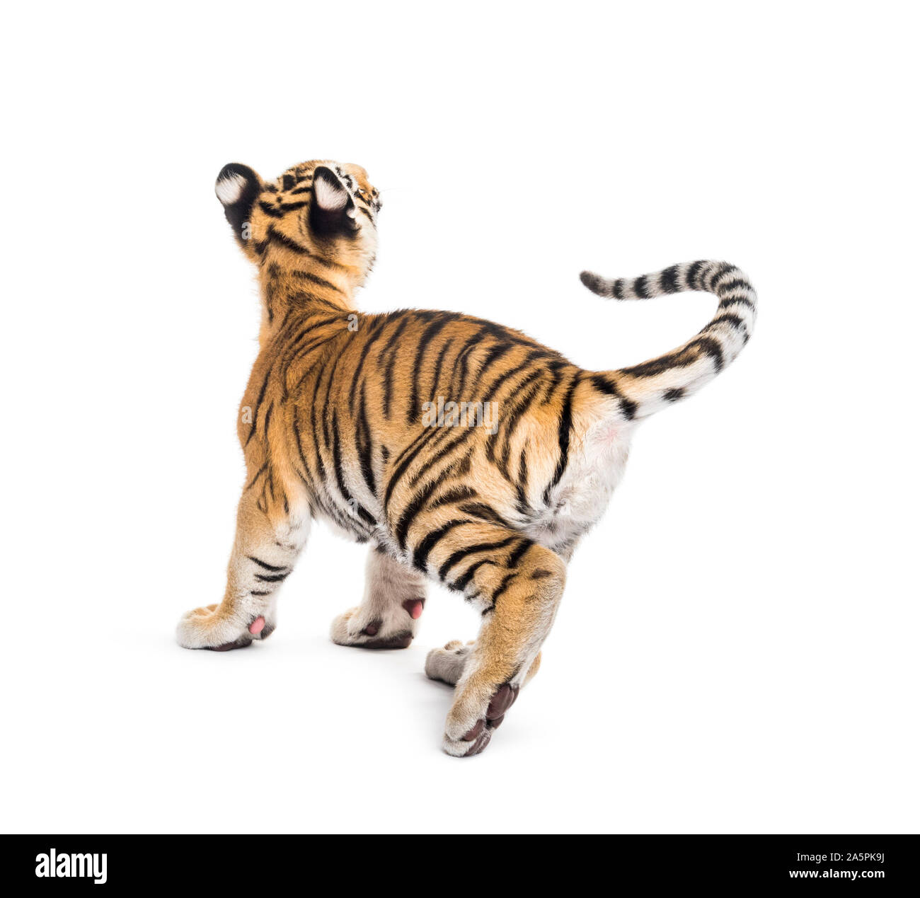 Two months old tiger cub walking against white background Stock Photo ...
