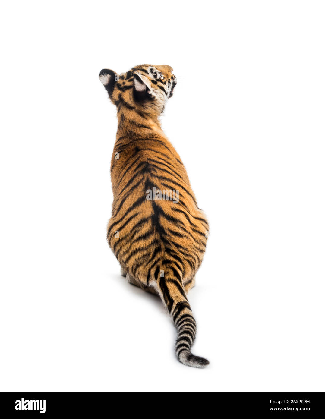 Back view on a two months old tiger cub sitting against white ...