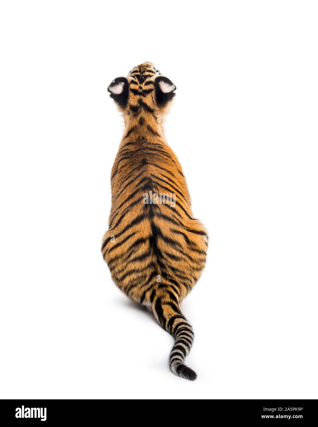 Back view on a two months old tiger cub sitting against white ...