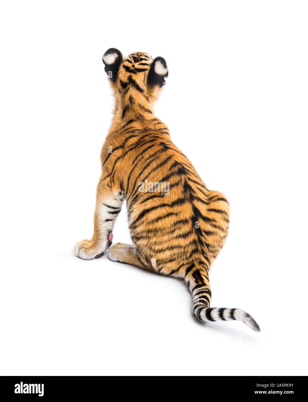 Back view on a two months old tiger cub sitting against white ...