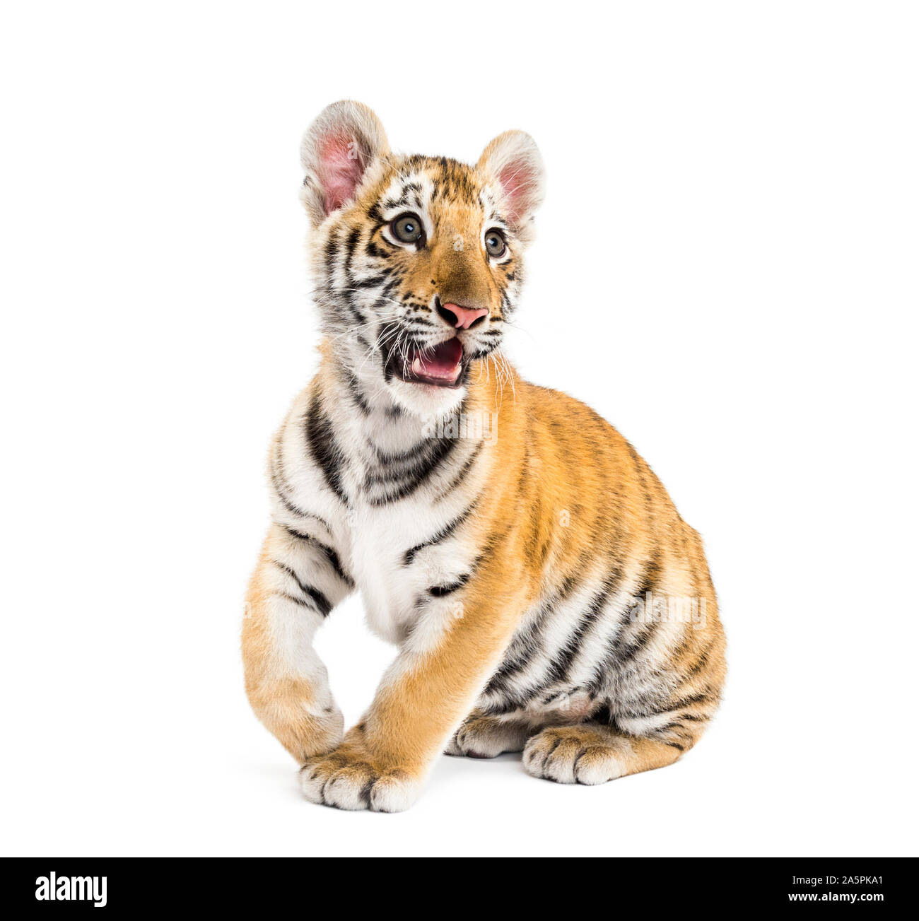 Two months old tiger cub sitting against white background Stock Photo ...