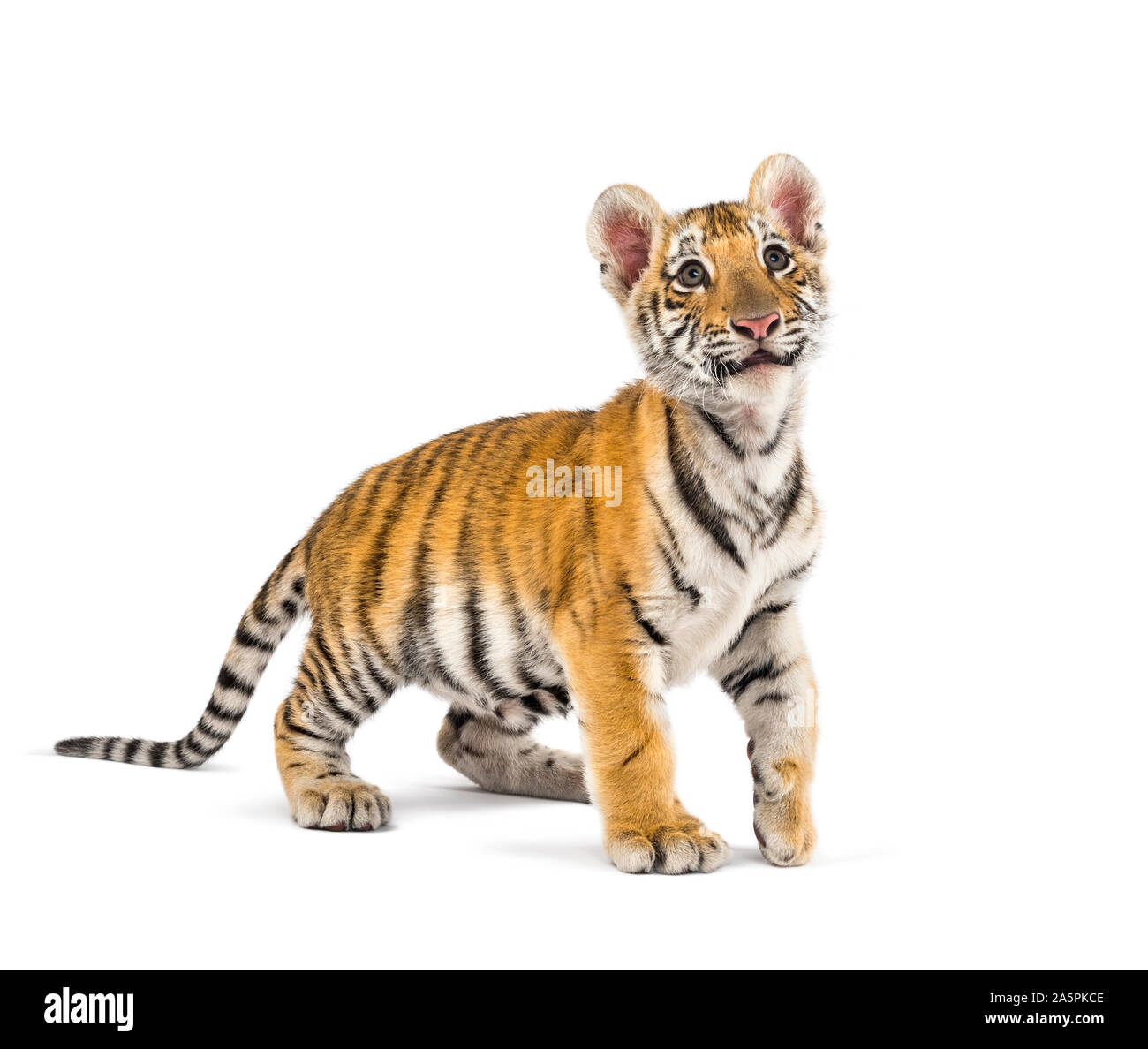 Two months old tiger cub standing against white background Stock Photo ...