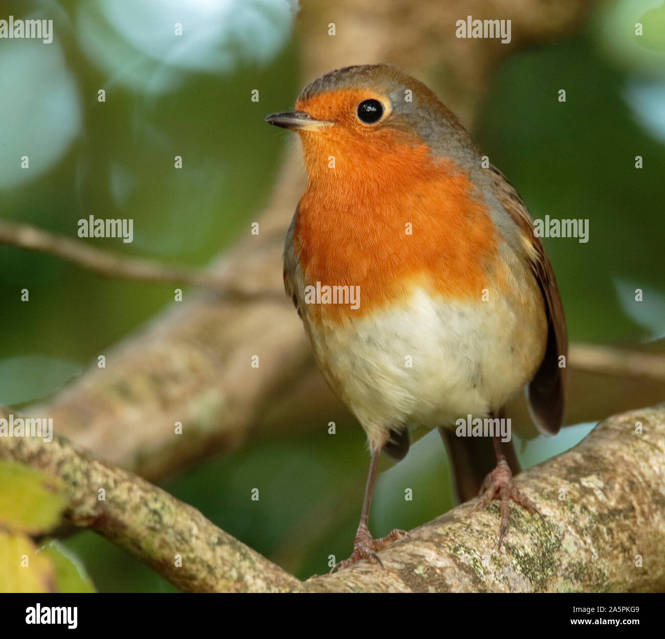 Robin redbreast flying uk hi-res stock photography and images - Alamy