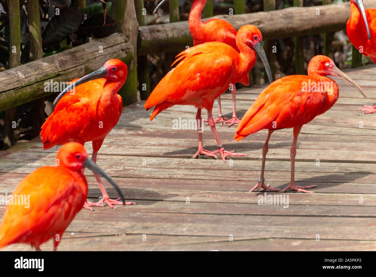 A close up view of a group of red scarlet ibis birds socking uo the sun ...