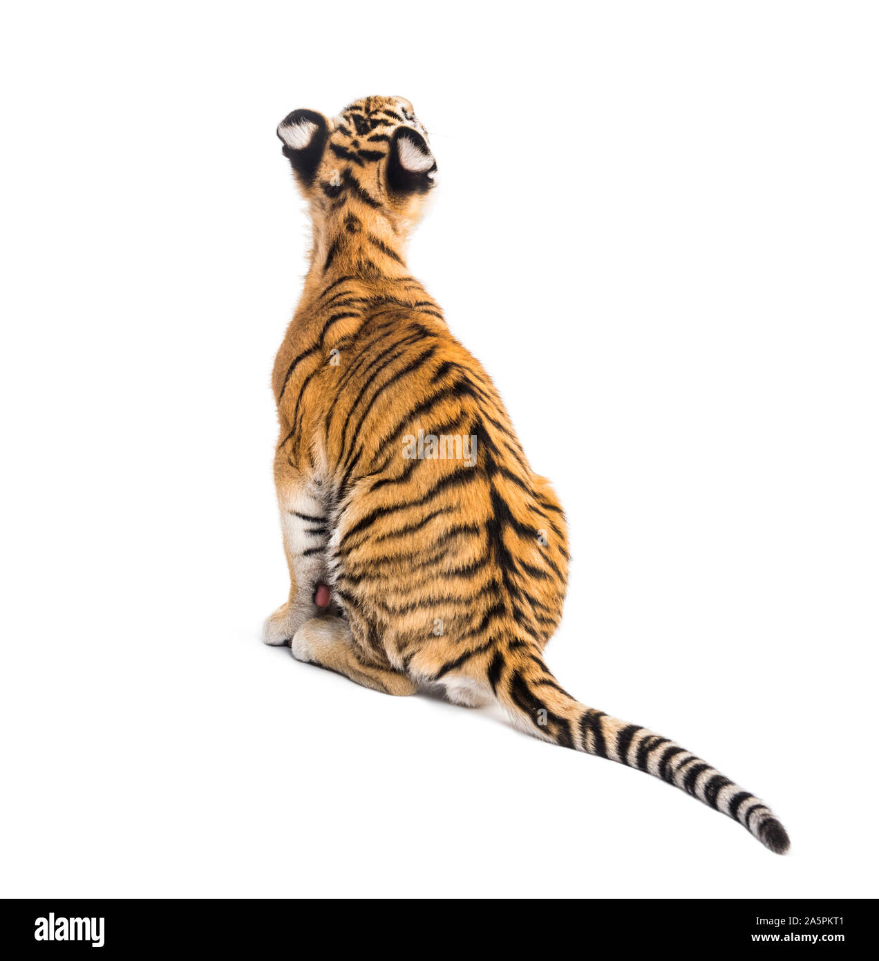 Back view on a two months old tiger cub sitting against white ...