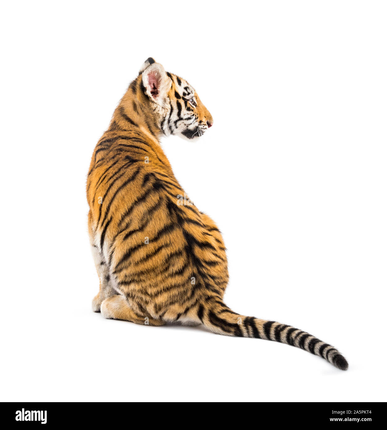 Back view on a two months old tiger cub sitting against white ...