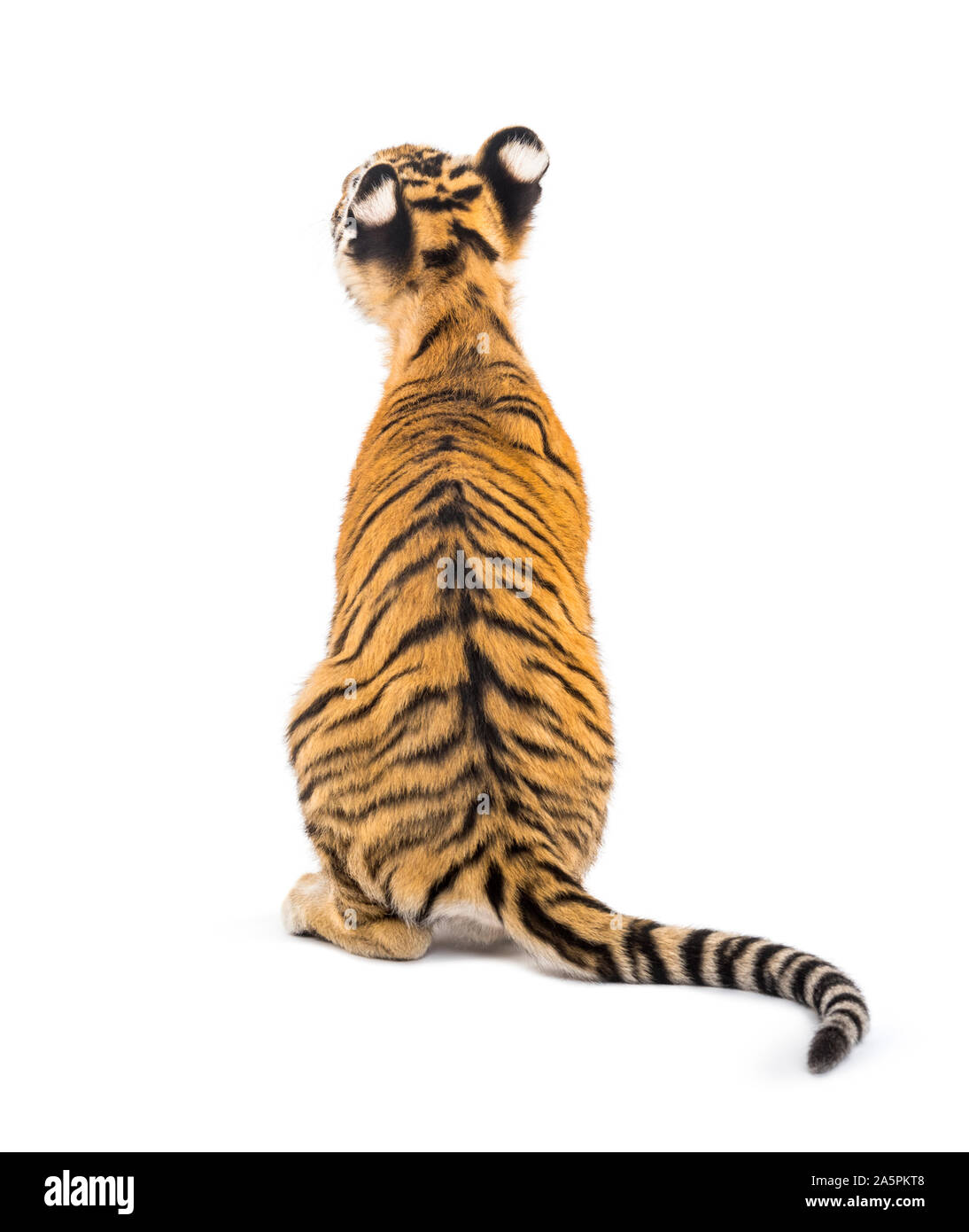 Back view on a two months old tiger cub sitting against white ...