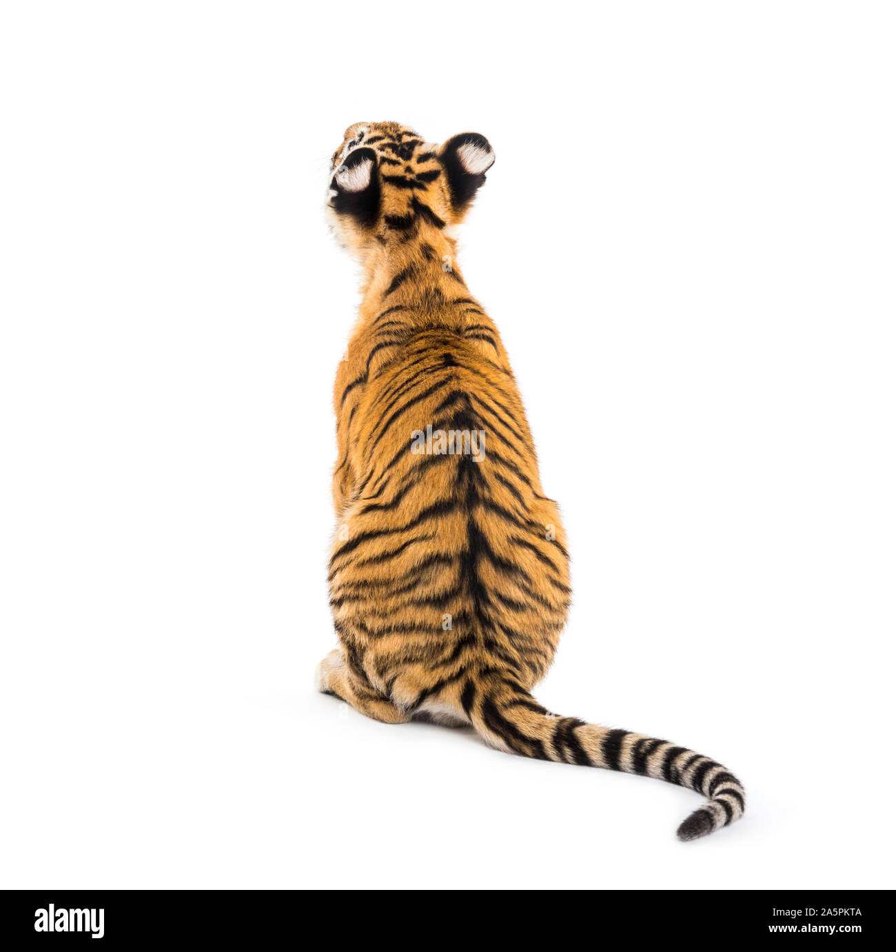 Back view on a two months old tiger cub sitting against white ...