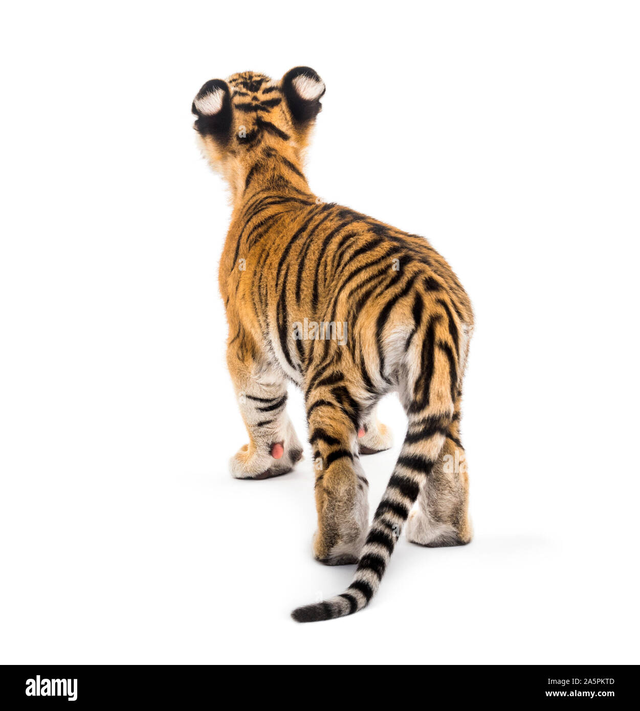 A young bengal tiger cub Cut Out Stock Images & Pictures - Alamy