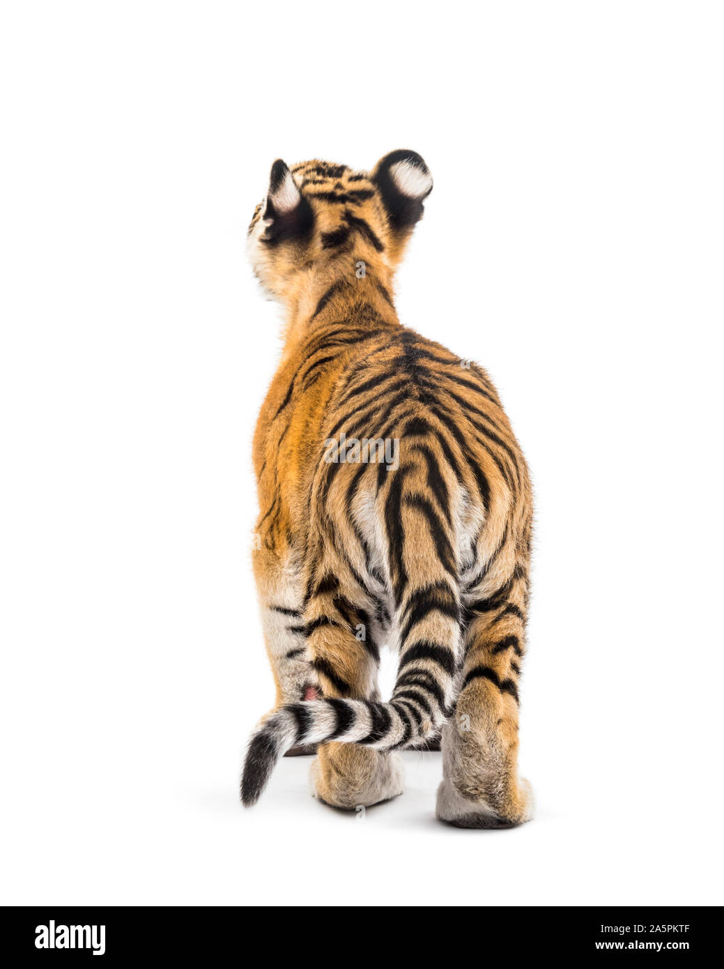 Back view of a two months old tiger cub standing against white ...