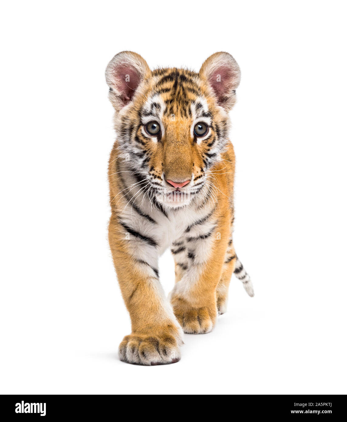 Two months old tiger cub walking against white background Stock Photo ...