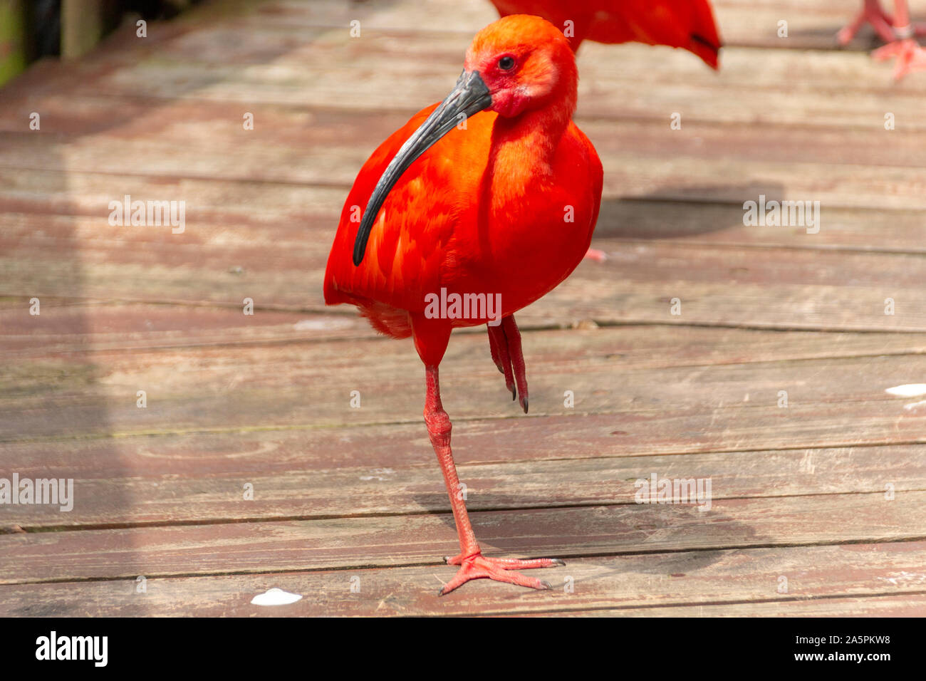 A close up view of a red scarlet ibis standing on one leg socking up ...