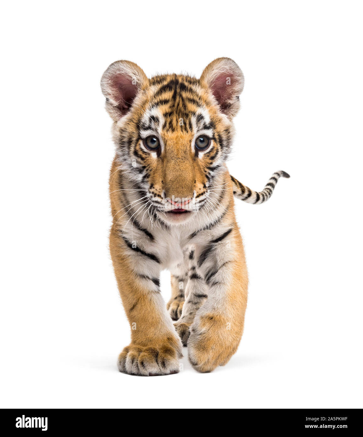 Two months old tiger cub walking against white background Stock Photo ...