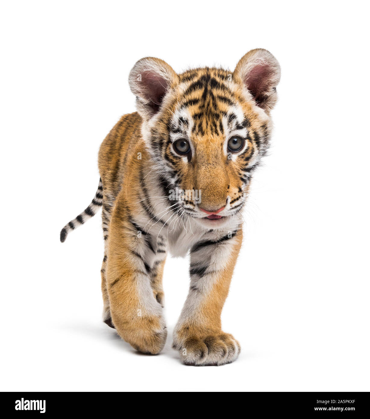 Two months old tiger cub walking against white background Stock Photo ...