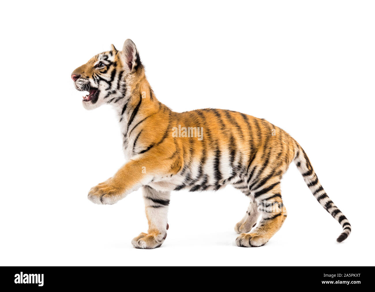 Two months old tiger cub walking against white background Stock Photo ...