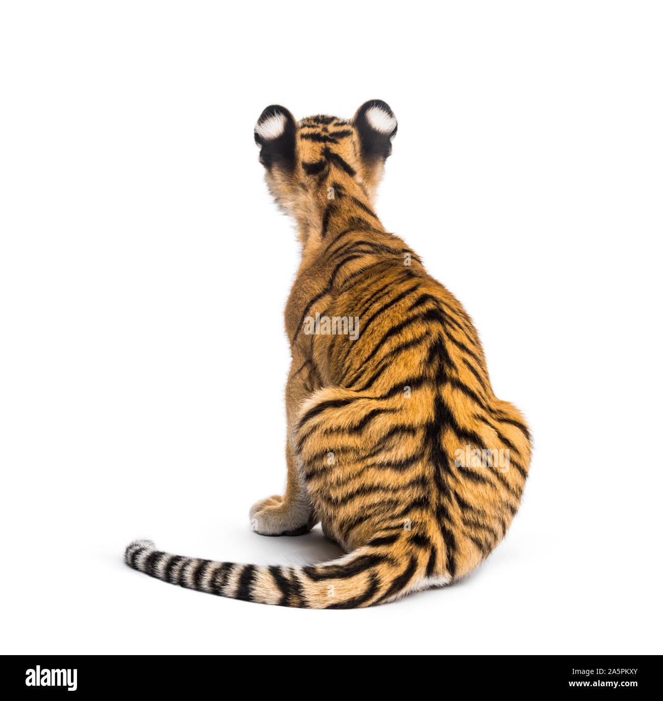 Back view on a two months old tiger cub sitting against white ...