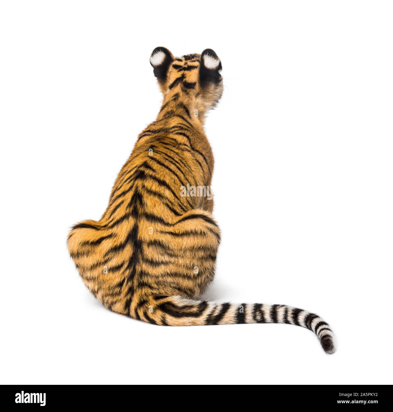 Back view on a two months old tiger cub sitting against white ...