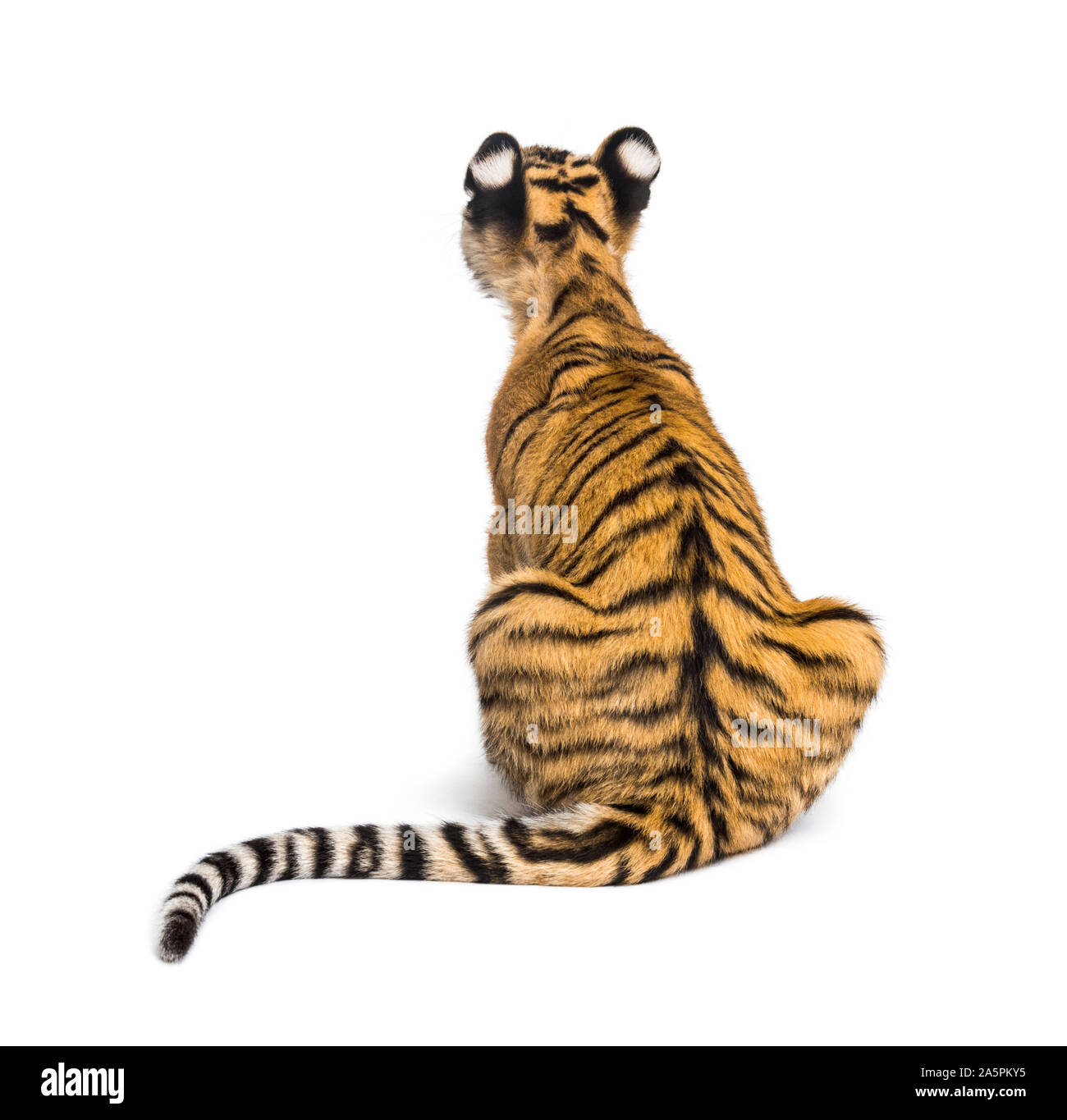 Back view on a two months old tiger cub sitting against white ...