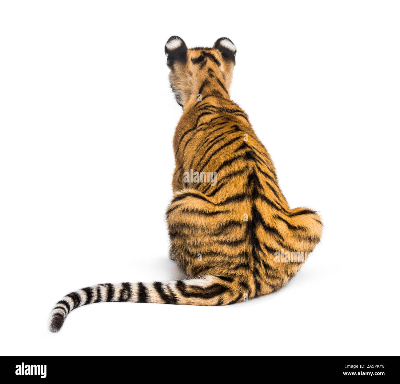 Back view on a two months old tiger cub sitting against white ...