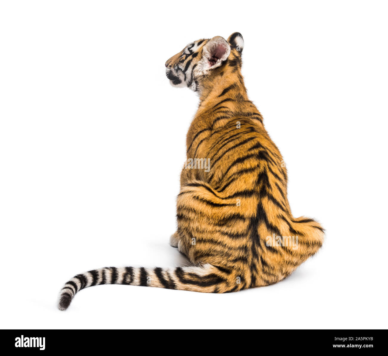 Back view on a two months old tiger cub sitting against white ...