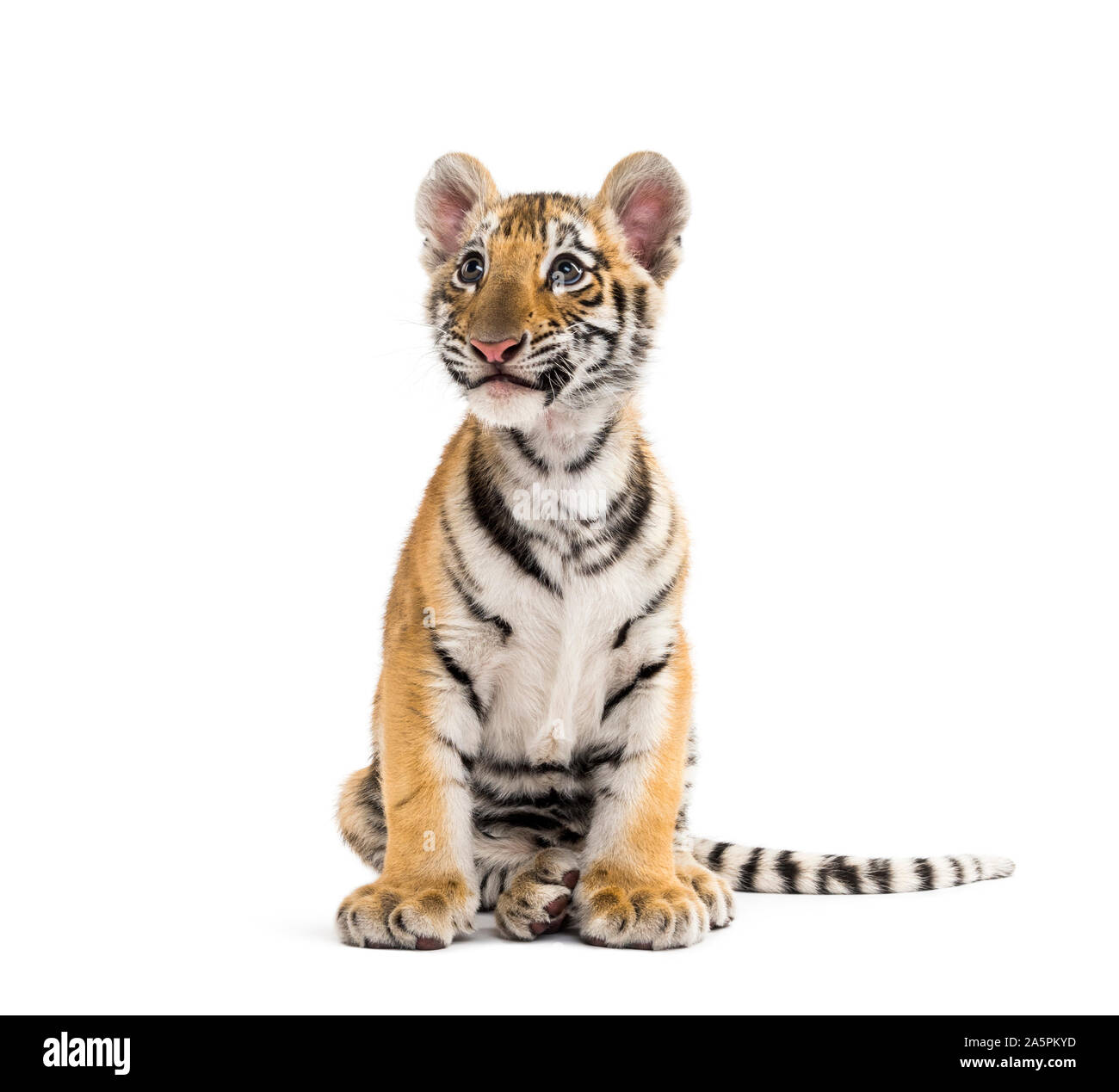 Two months old tiger cub sitting against white background Stock Photo ...
