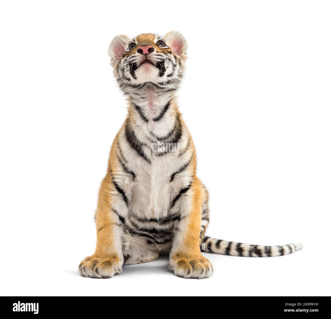Two months old tiger cub sitting against white background Stock Photo ...