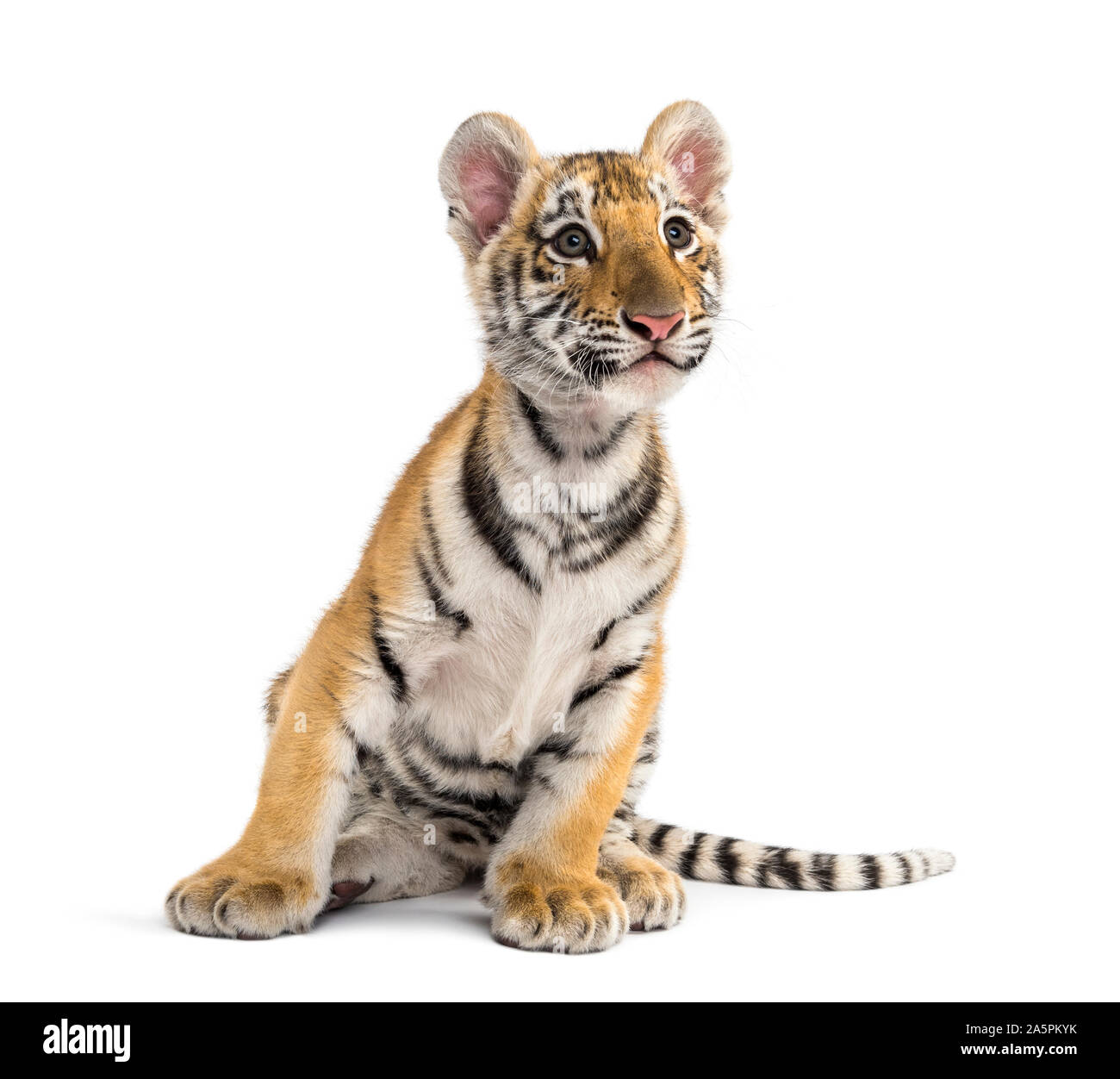 Two months old tiger cub sitting against white background Stock Photo ...