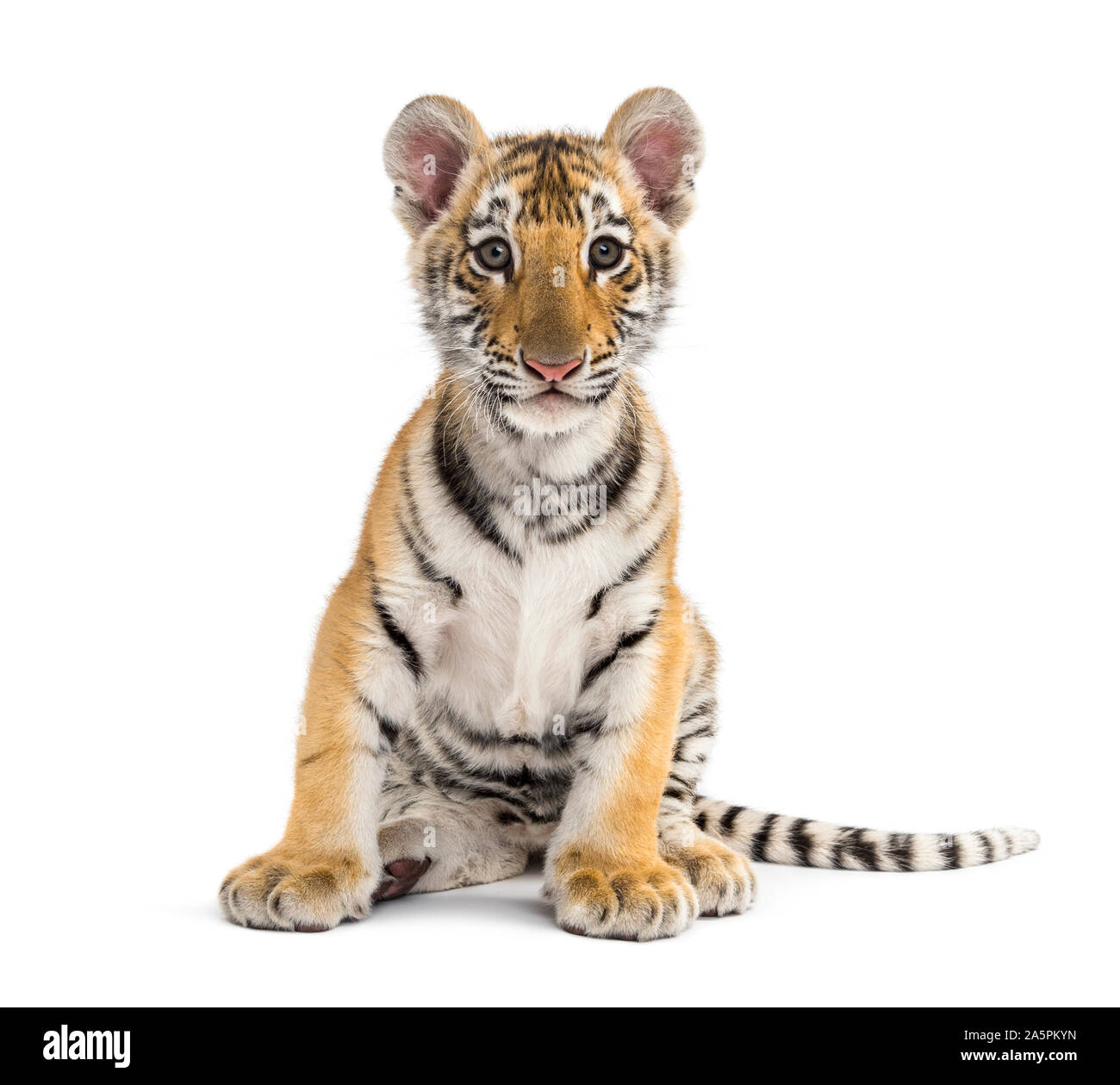 Two months old tiger cub sitting against white background Stock Photo ...