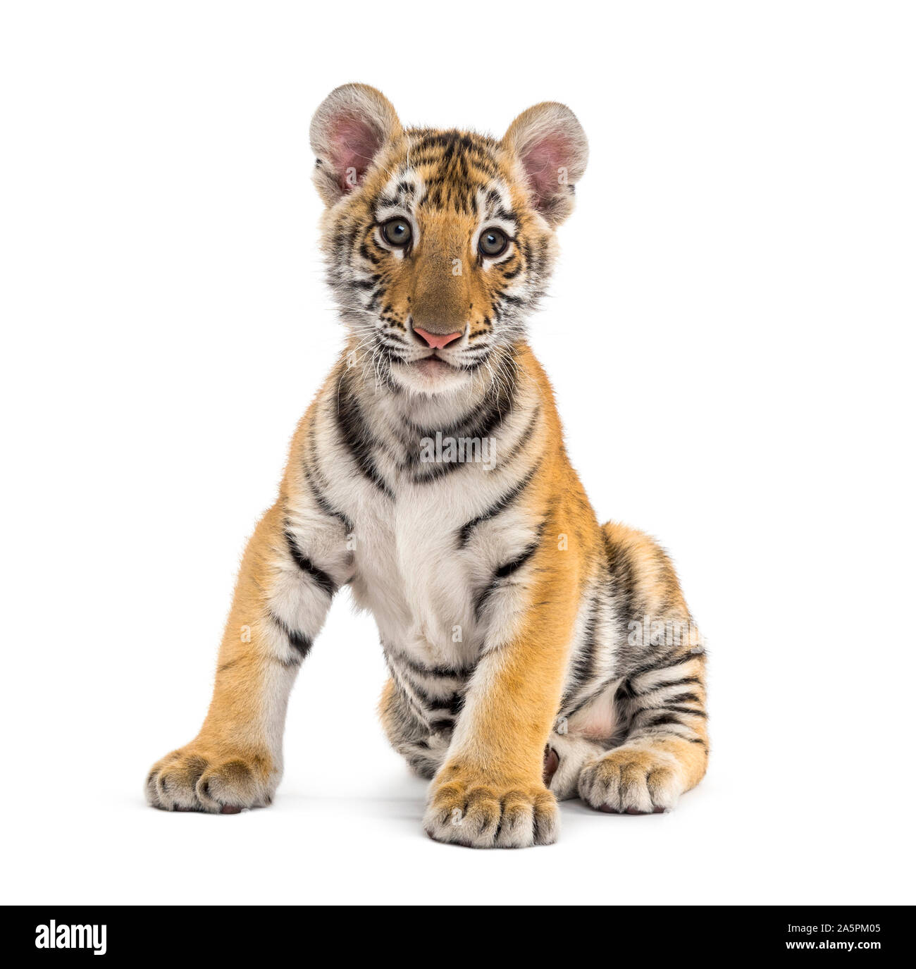 Two months old tiger cub sitting against white background Stock Photo ...