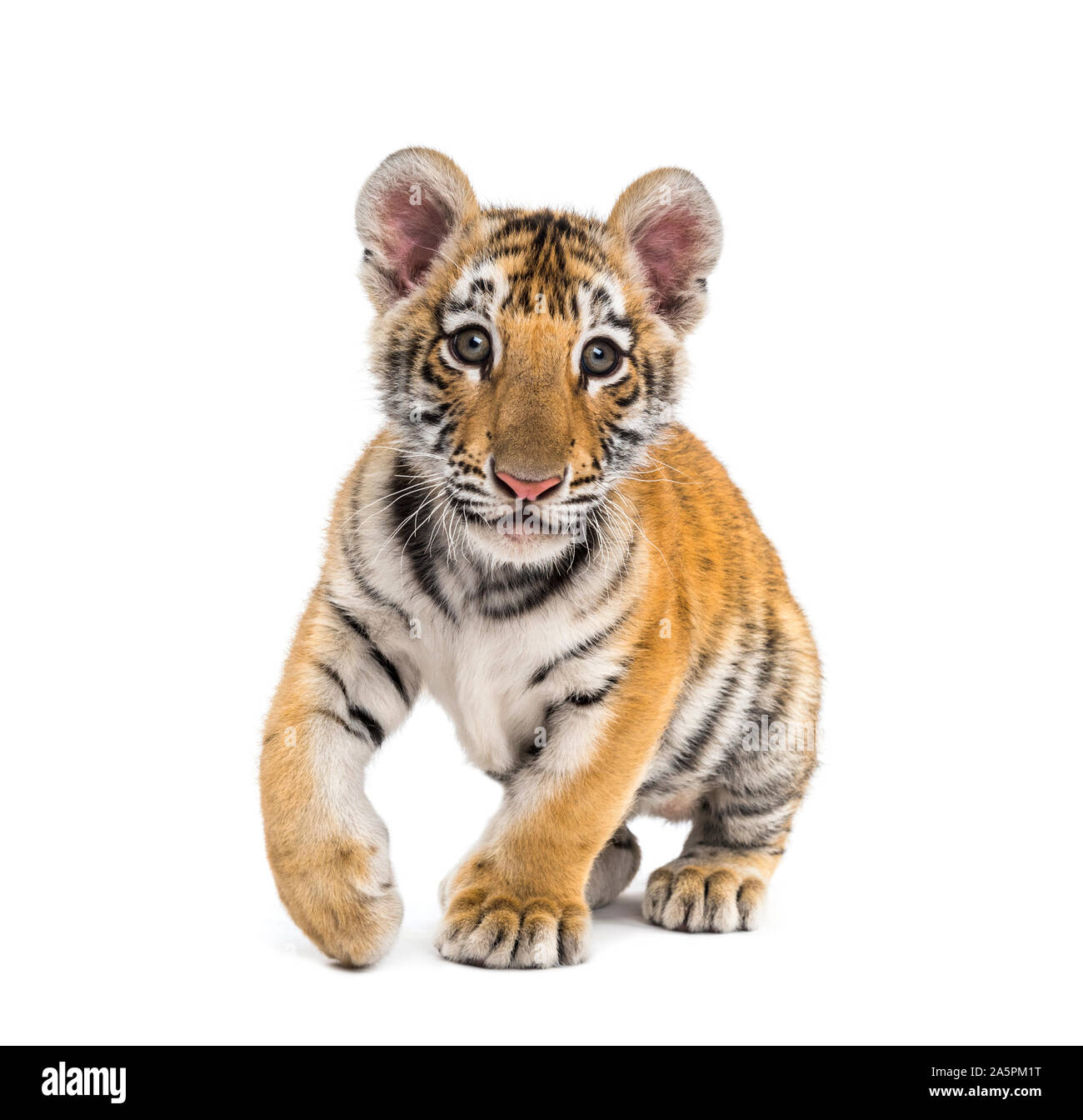 Two months old tiger cub walking against white background Stock Photo ...