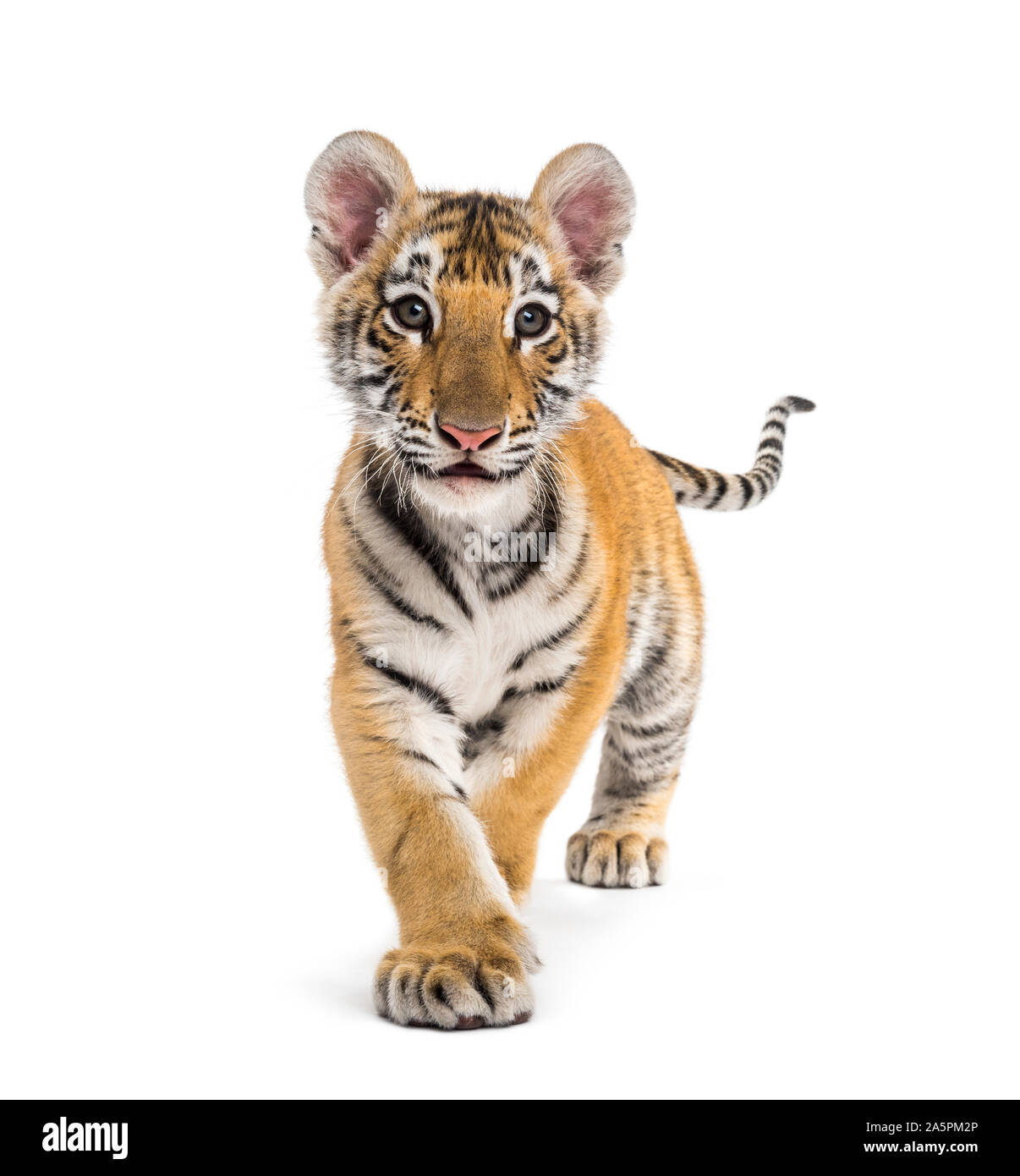 Two months old tiger cub walking against white background Stock Photo ...