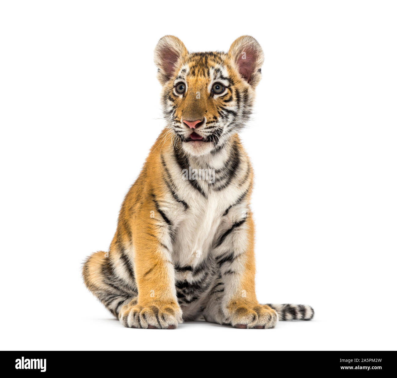 Two months old tiger cub sitting against white background Stock Photo ...