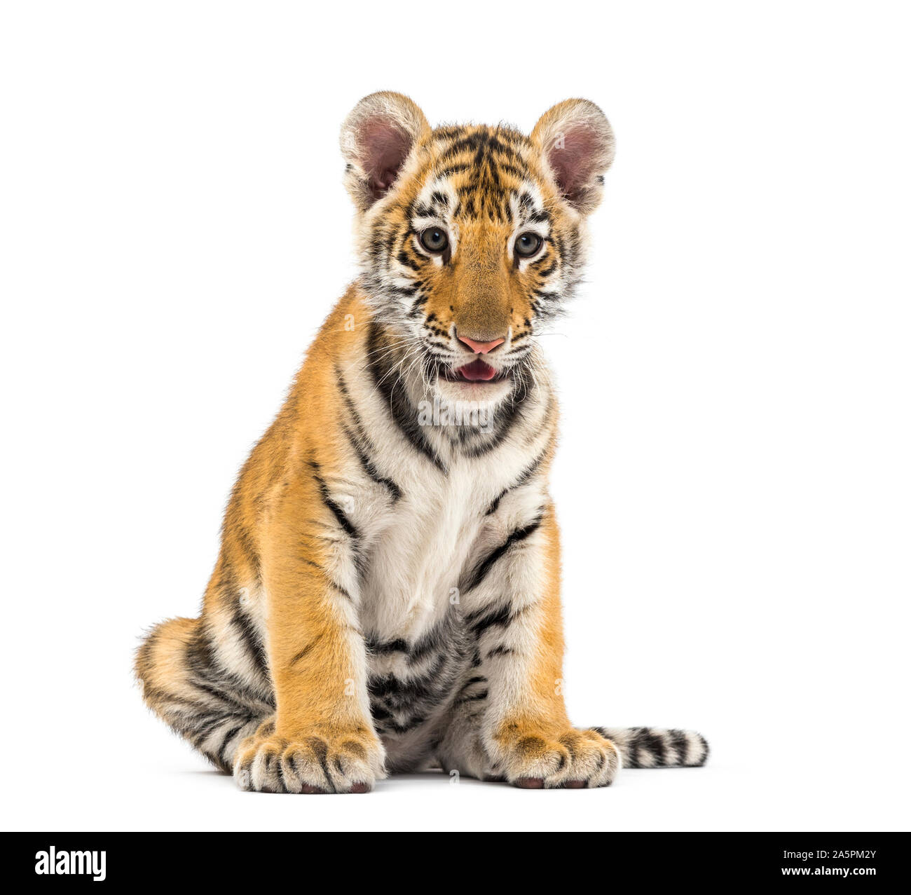 Two months old tiger cub sitting against white background Stock Photo ...