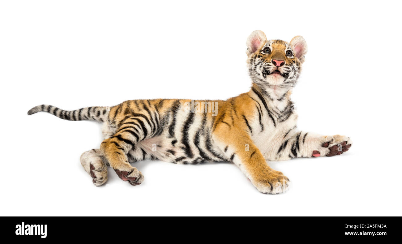 Two months old tiger cub lying against white background Stock Photo - Alamy