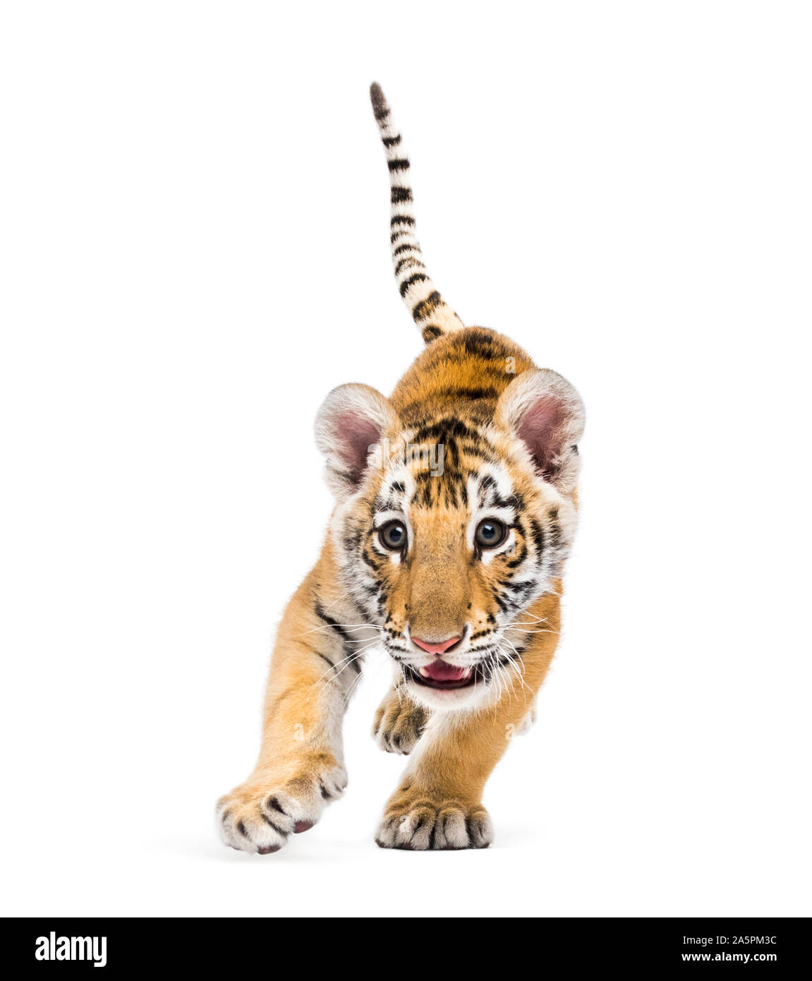 Two months old tiger cub standing against white background Stock Photo ...