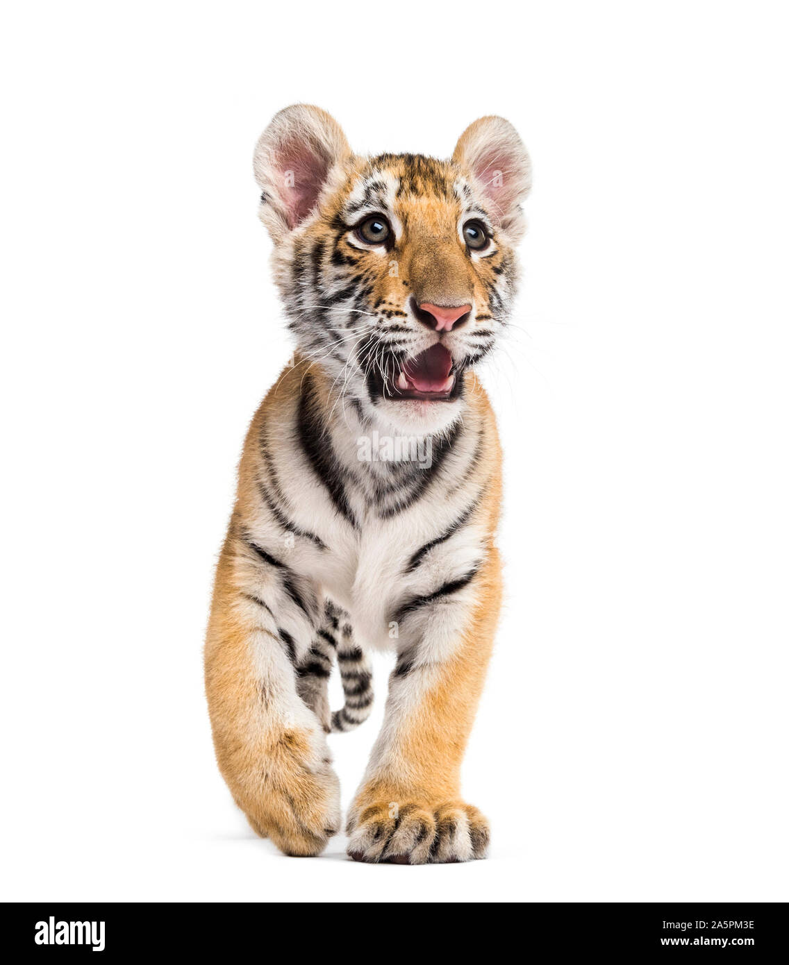 Two months old tiger cub standing against white background Stock Photo ...