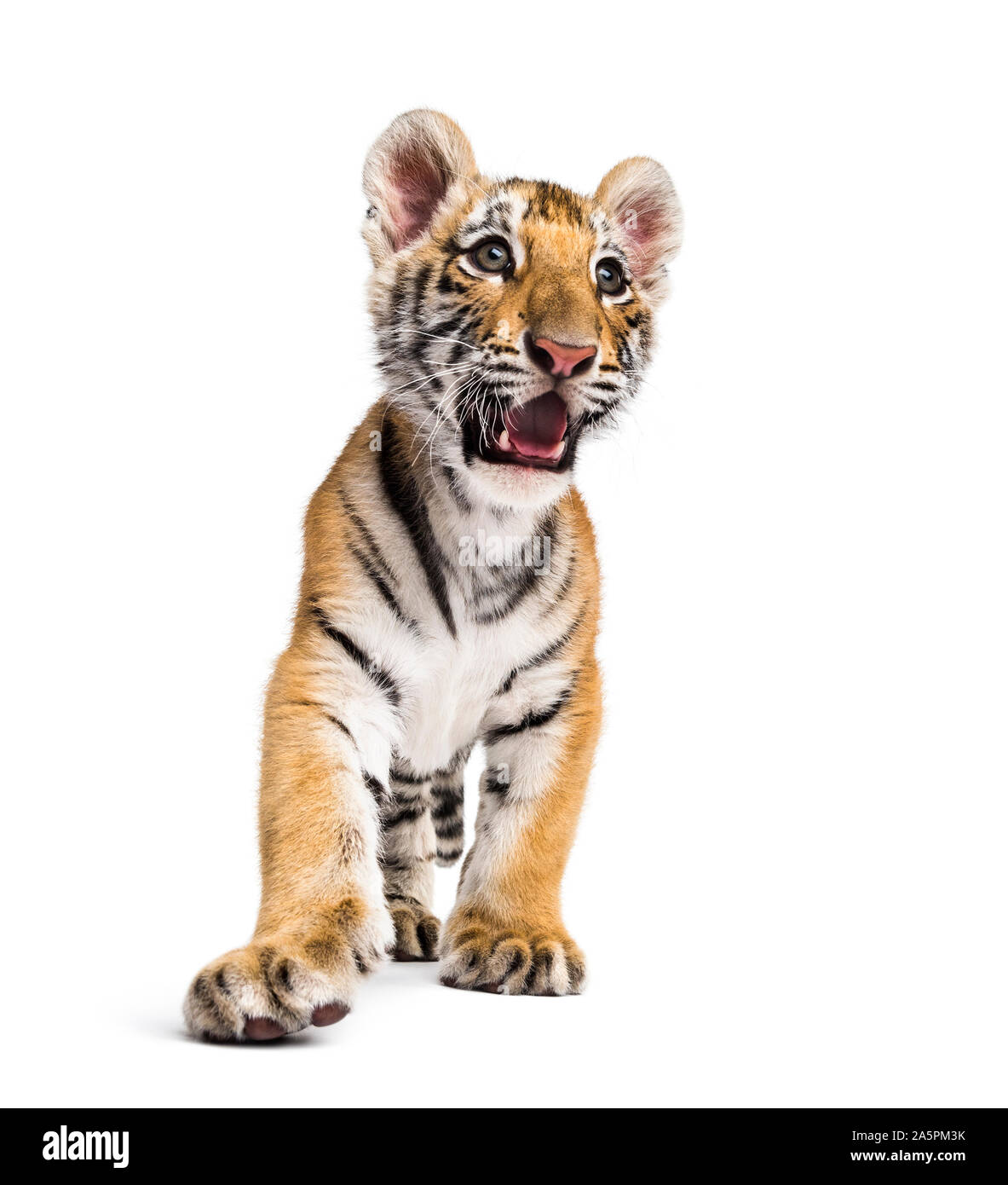 Two months old tiger cub standing against white background Stock Photo ...