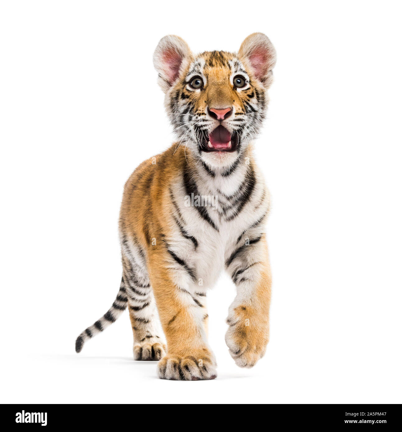 Two months old tiger cub walking against white background Stock Photo ...