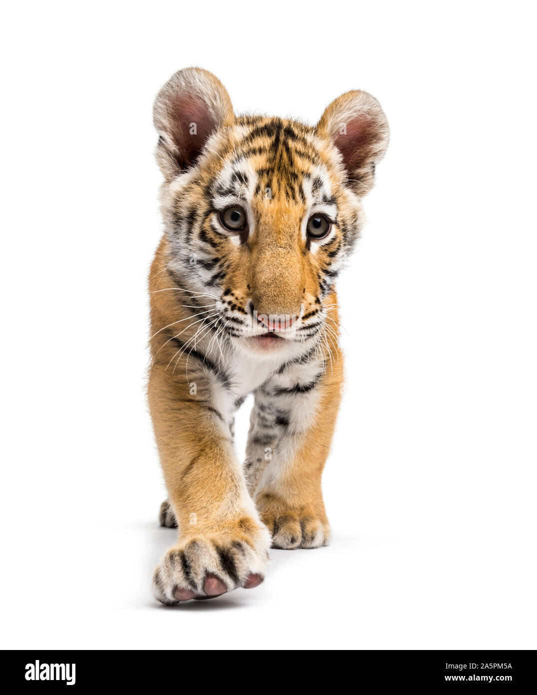 Two months old tiger cub walking against white background Stock Photo ...
