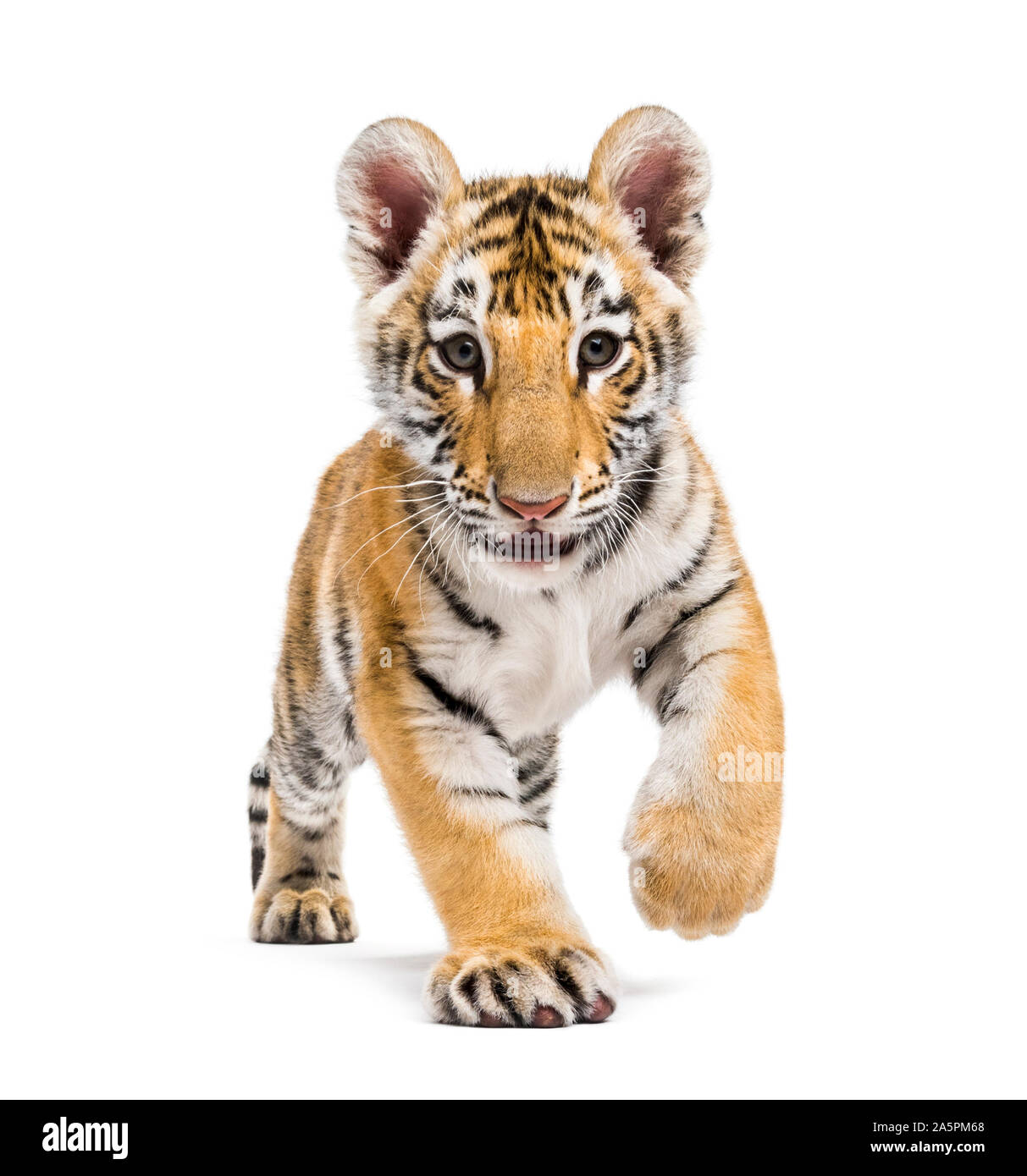 Two months old tiger cub walking against white background Stock Photo ...