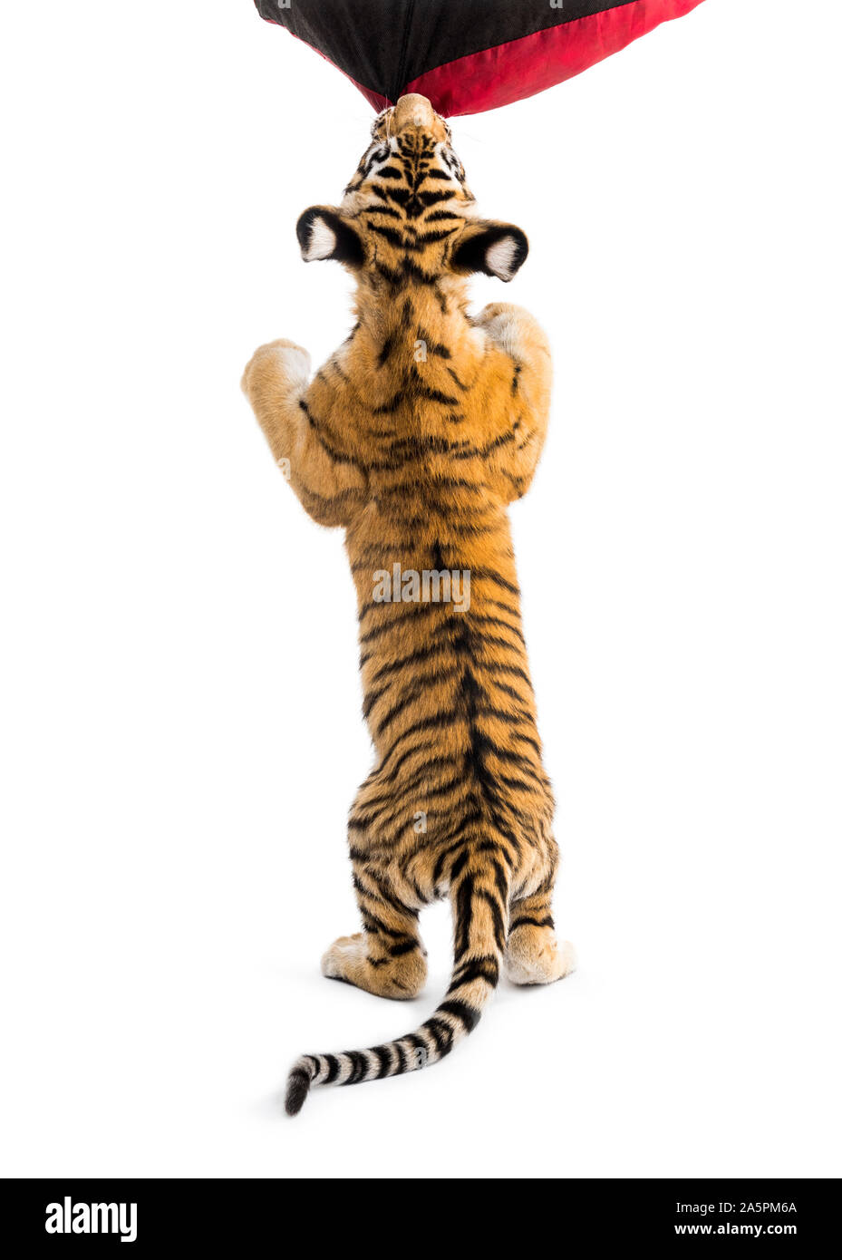 Tiger cub bite hi-res stock photography and images - Alamy