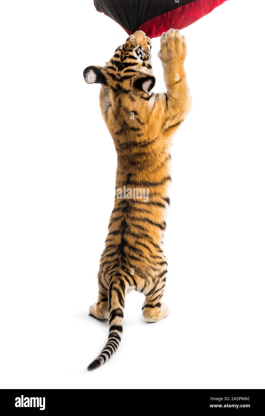 Tiger cub bite hi-res stock photography and images - Alamy