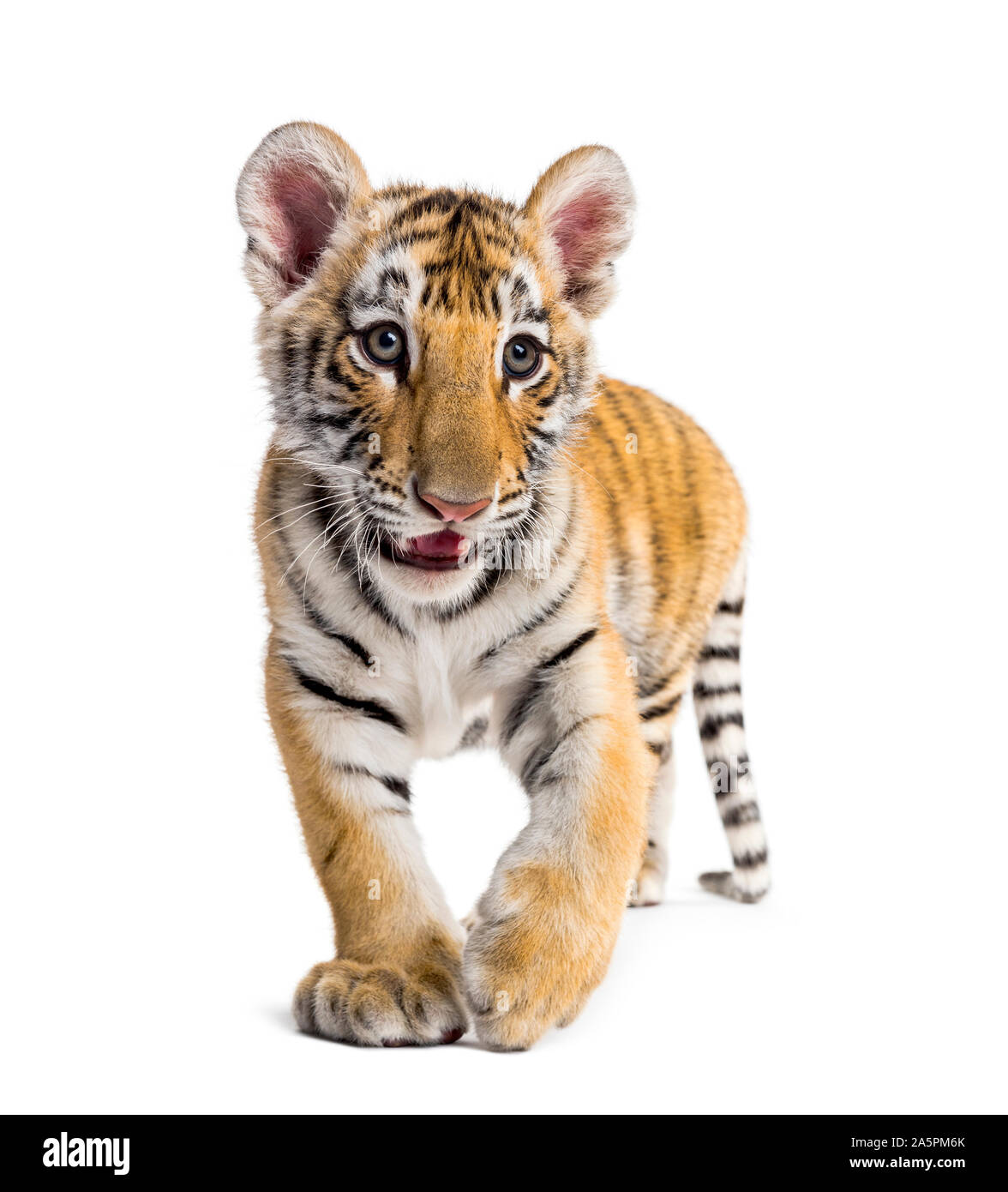 Two months old tiger cub walking against white background Stock Photo ...