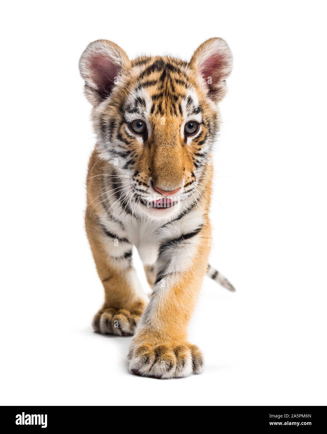 Two months old tiger cub walking against white background Stock Photo ...