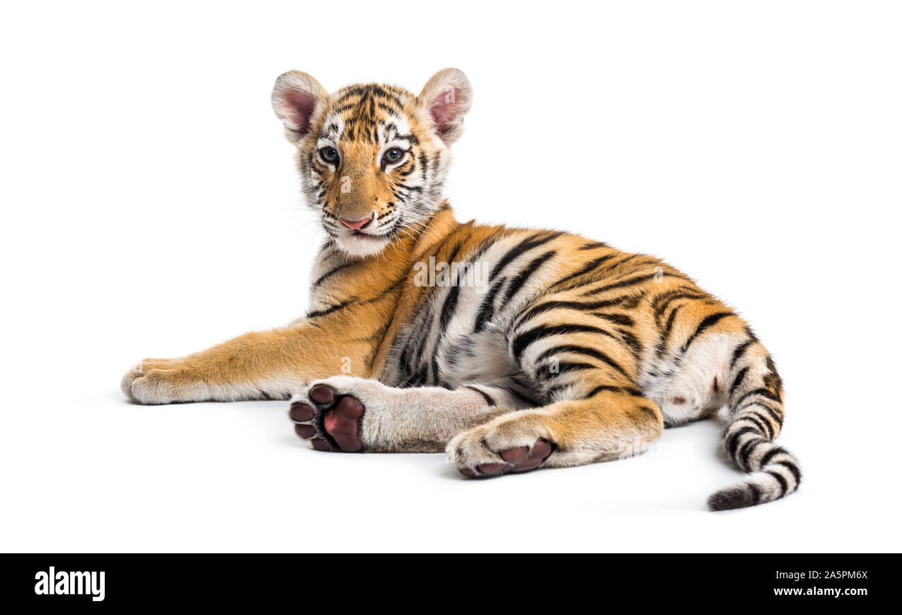 Two months old tiger cub lying against white background Stock Photo - Alamy