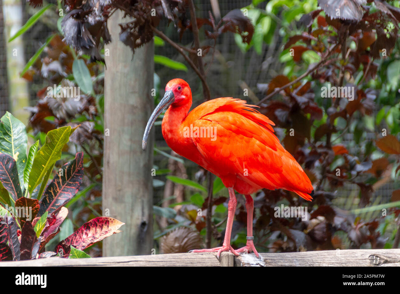 Red flock pattern hi-res stock photography and images - Alamy