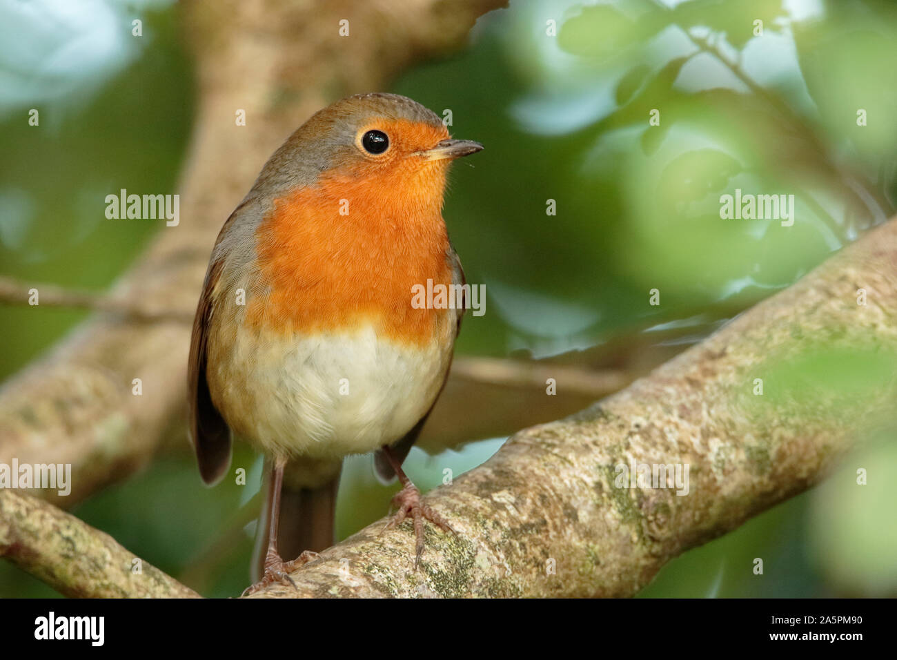 Robin redbreast searching for food hi-res stock photography and images ...