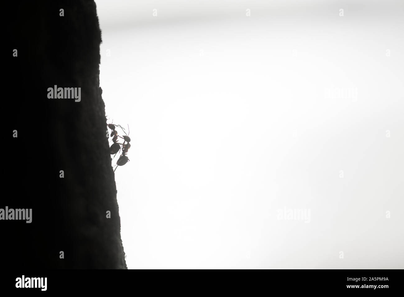 Ants point of view hi-res stock photography and images - Alamy