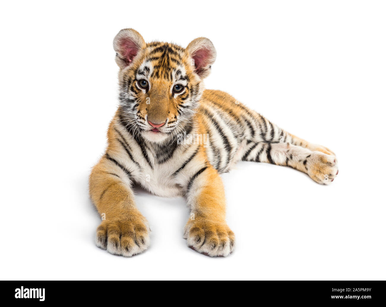 Two months old tiger cub lying against white background Stock Photo - Alamy