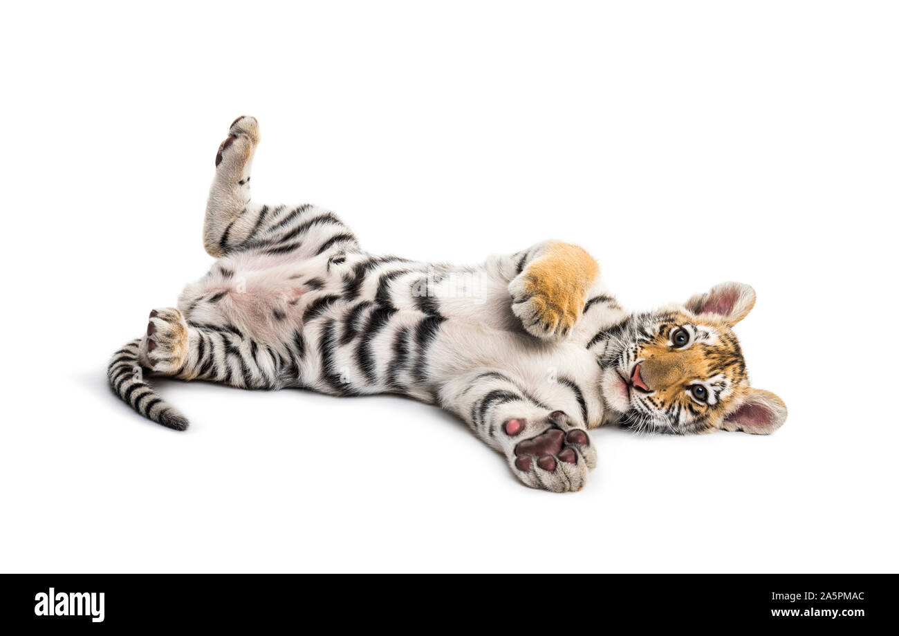 Two months old tiger cub lying against white background Stock Photo - Alamy